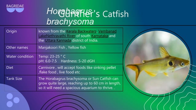 10 different types of indigenous ornamental fishes of India | PPTX