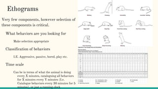 Ethology: How, Why, and What Animal Behavior is | PPTX