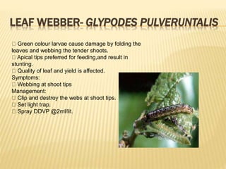 foliage pest of mulberry | PPTX | Beekeeping | Hobbies & Interests
