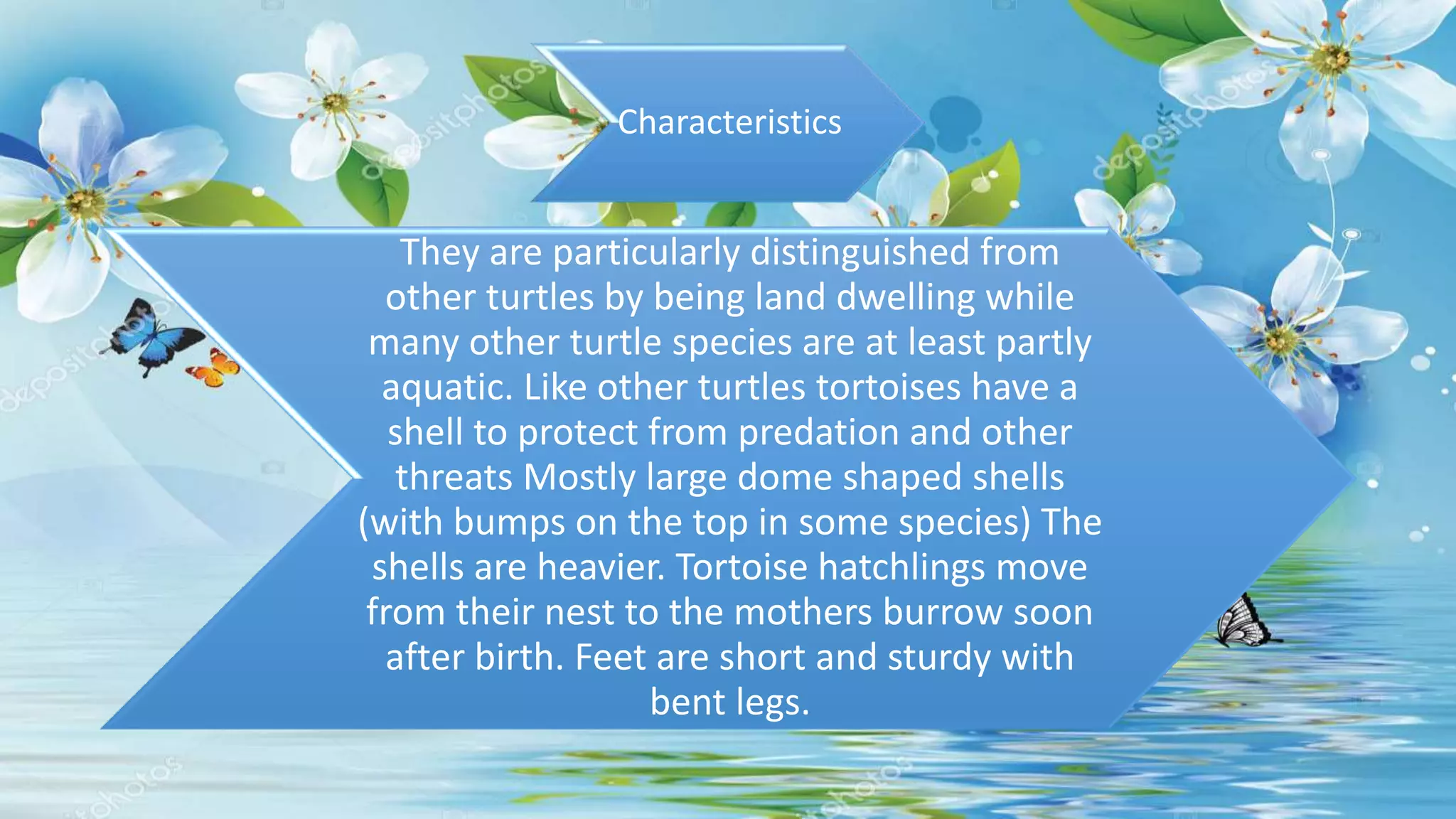 TURTLES VS TORTOISES | PPTX