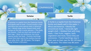 TURTLES VS TORTOISES | PPTX