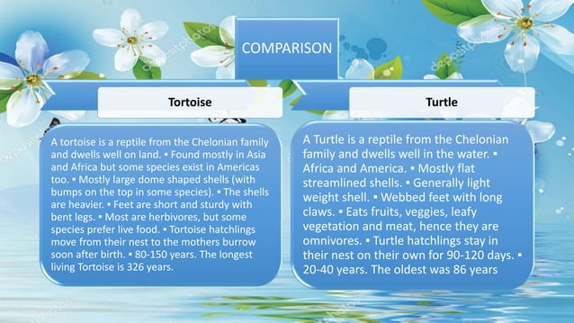 TURTLES VS TORTOISES | PPTX