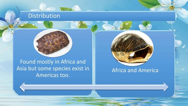 TURTLES VS TORTOISES | PPTX