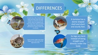 TURTLES VS TORTOISES | PPTX