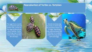 TURTLES VS TORTOISES | PPTX