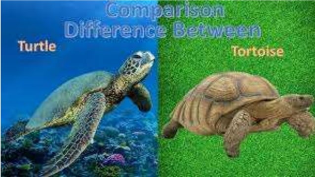 TURTLES VS TORTOISES | PPTX