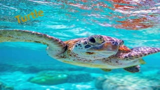 TURTLES VS TORTOISES | PPTX