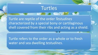 TURTLES VS TORTOISES | PPTX