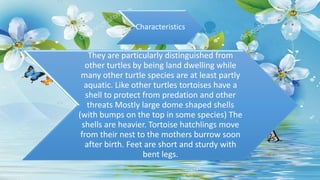 TURTLES VS TORTOISES | PPTX