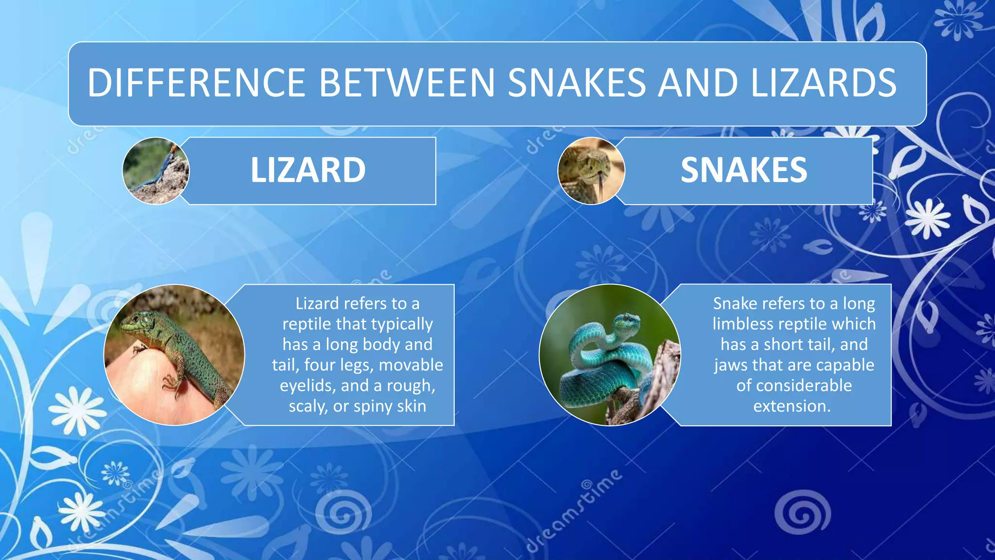 SNAKES VS LIZARDS | PPTX