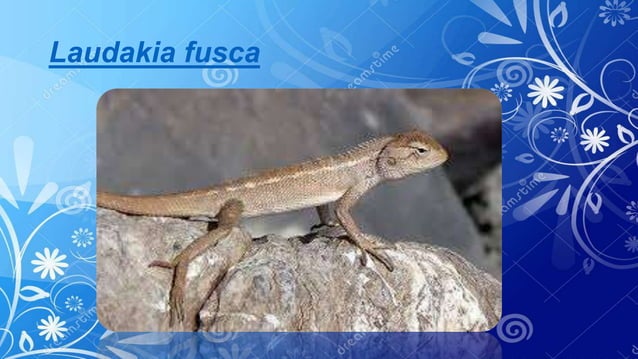 SNAKES VS LIZARDS | PPTX