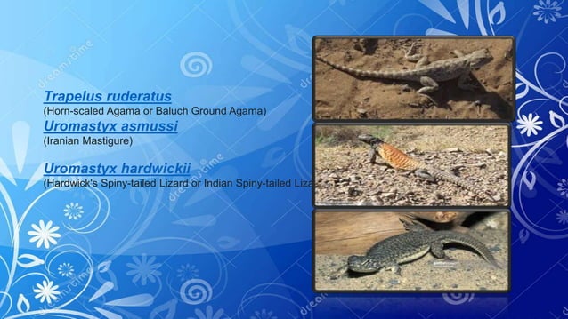 SNAKES VS LIZARDS | PPTX