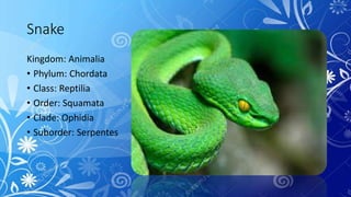 SNAKES VS LIZARDS | PPTX