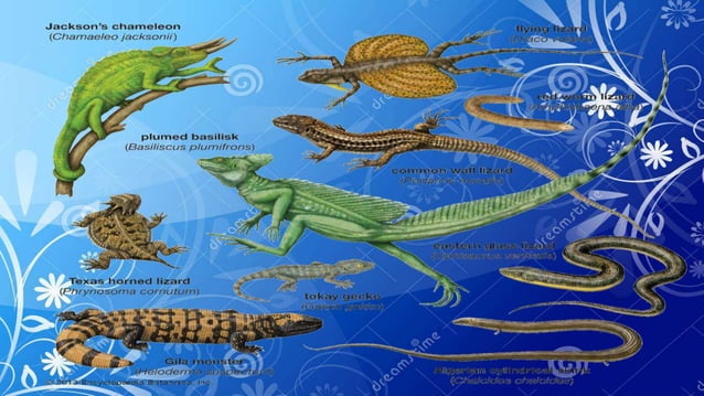 SNAKES VS LIZARDS | PPTX