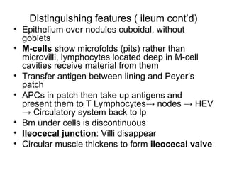 ALI III-2004 ALIMENTARY SYSTEM and its metabolic processess.ppt