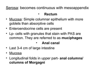 ALI III-2004 ALIMENTARY SYSTEM and its metabolic processess.ppt