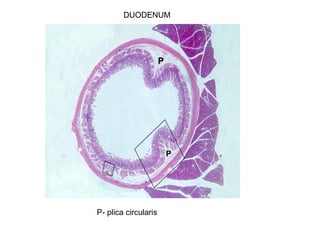 ALI III-2004 ALIMENTARY SYSTEM and its metabolic processess.ppt