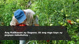 Alim- Epiko ng mga ifugao | PPTX
