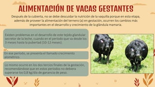 Alimentación bovinos en las diferentes categorías | PDF