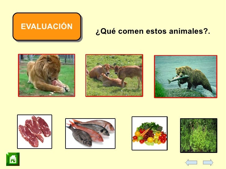 Alimentación de los animales