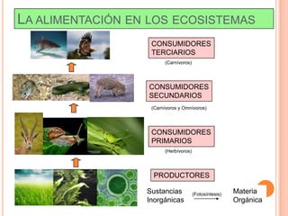 Alimentación de los seres vivos | PPTX