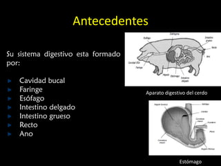 Alimentación en cerdos | PDF