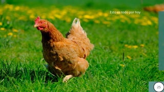 ALIMENTACION-DE-GALLINAS-PONEDORAS (2).pptx