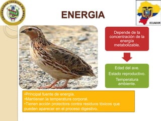 Alimentacion de codorniz | PPTX