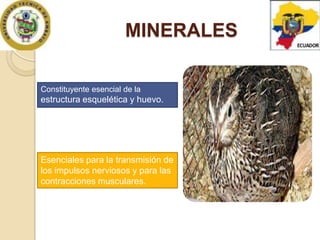 Alimentacion de codorniz | PPTX