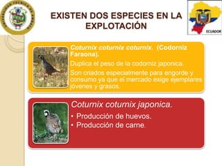 Alimentacion de codorniz | PPTX