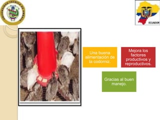 Alimentacion de codorniz | PPTX
