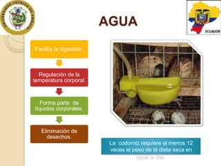 Alimentacion de codorniz | PPTX