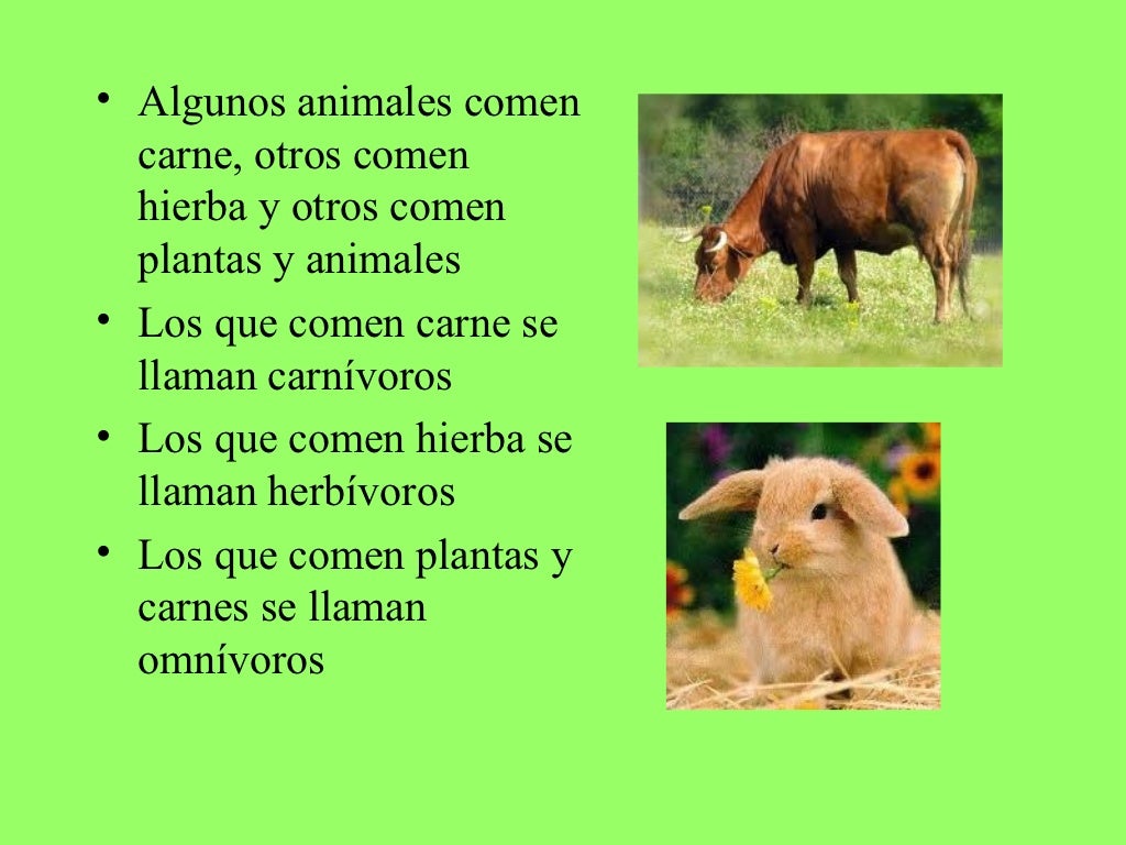 Alimentacion de los animales