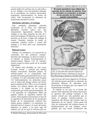 SISTEMA DIGESTIVO DE LA VACA | PDF