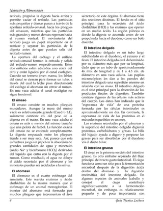 SISTEMA DIGESTIVO DE LA VACA | PDF