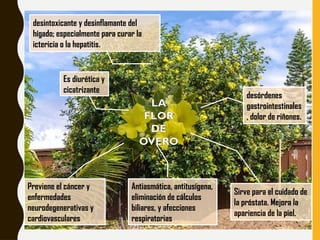 Relación entre alimentacion saludable y biodiversidsd.pptx