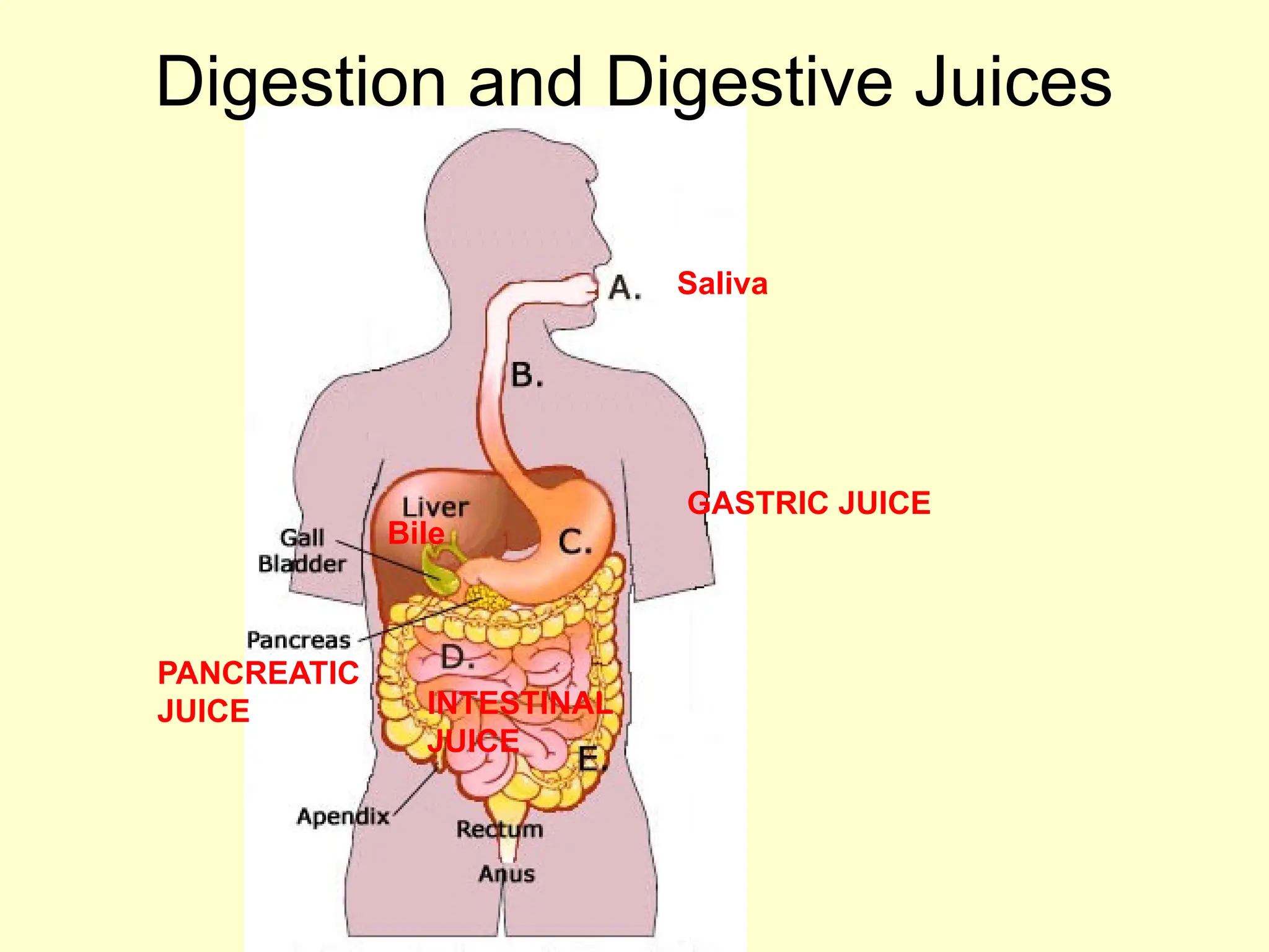 alimentary canal_ digestive system 3rd year.pptx
