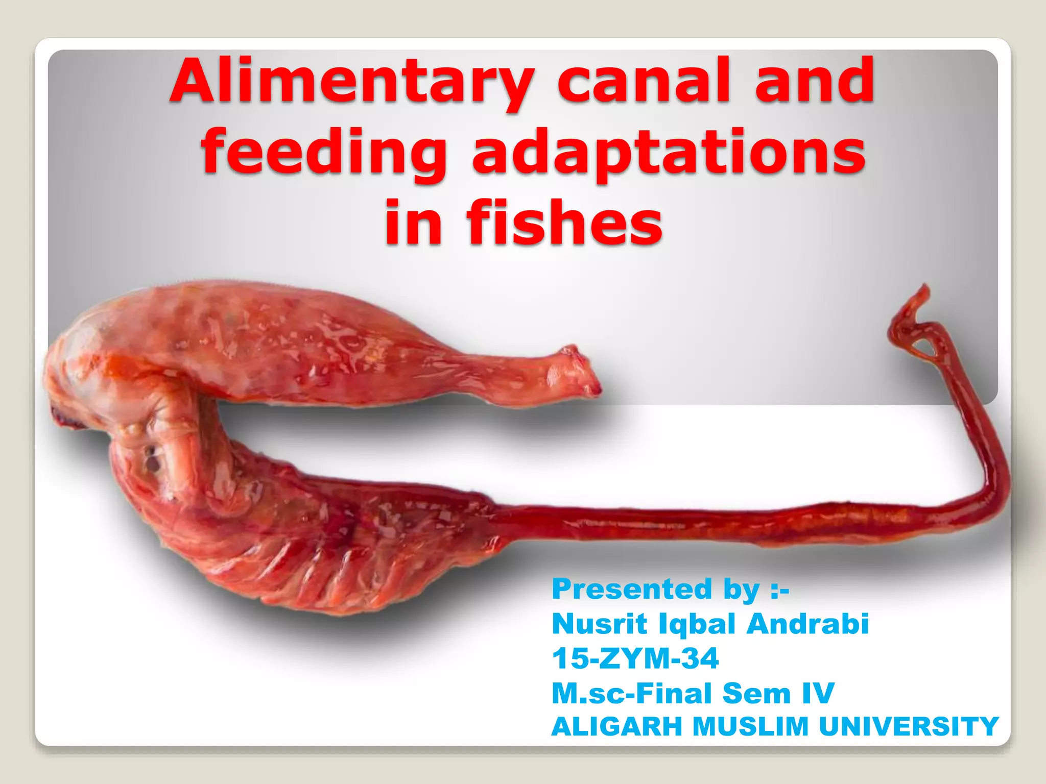 Alimentary canal and feeding adaptations in fishes by nusrit | PPTX