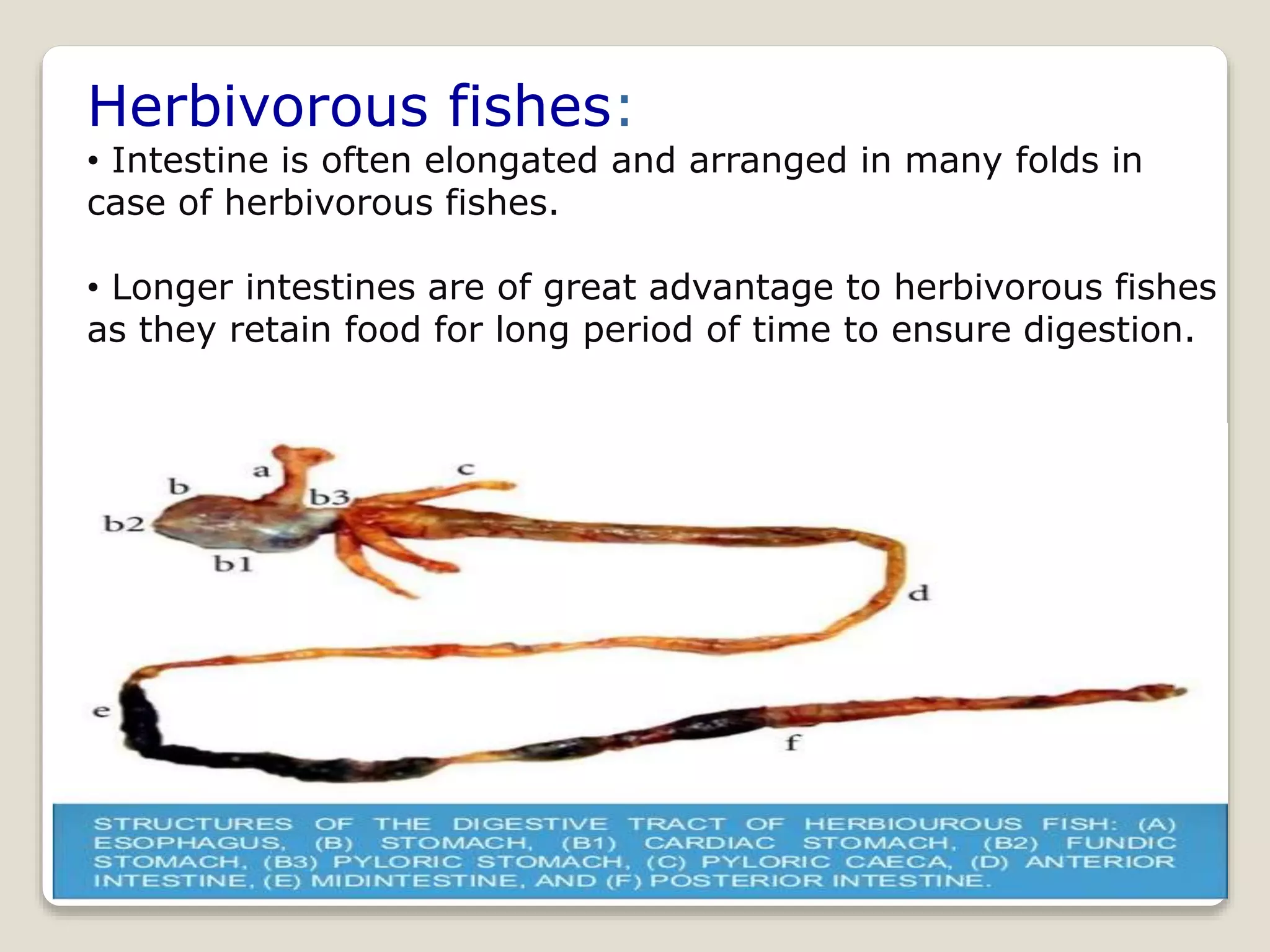 Alimentary canal and feeding adaptations in fishes by nusrit | PPTX