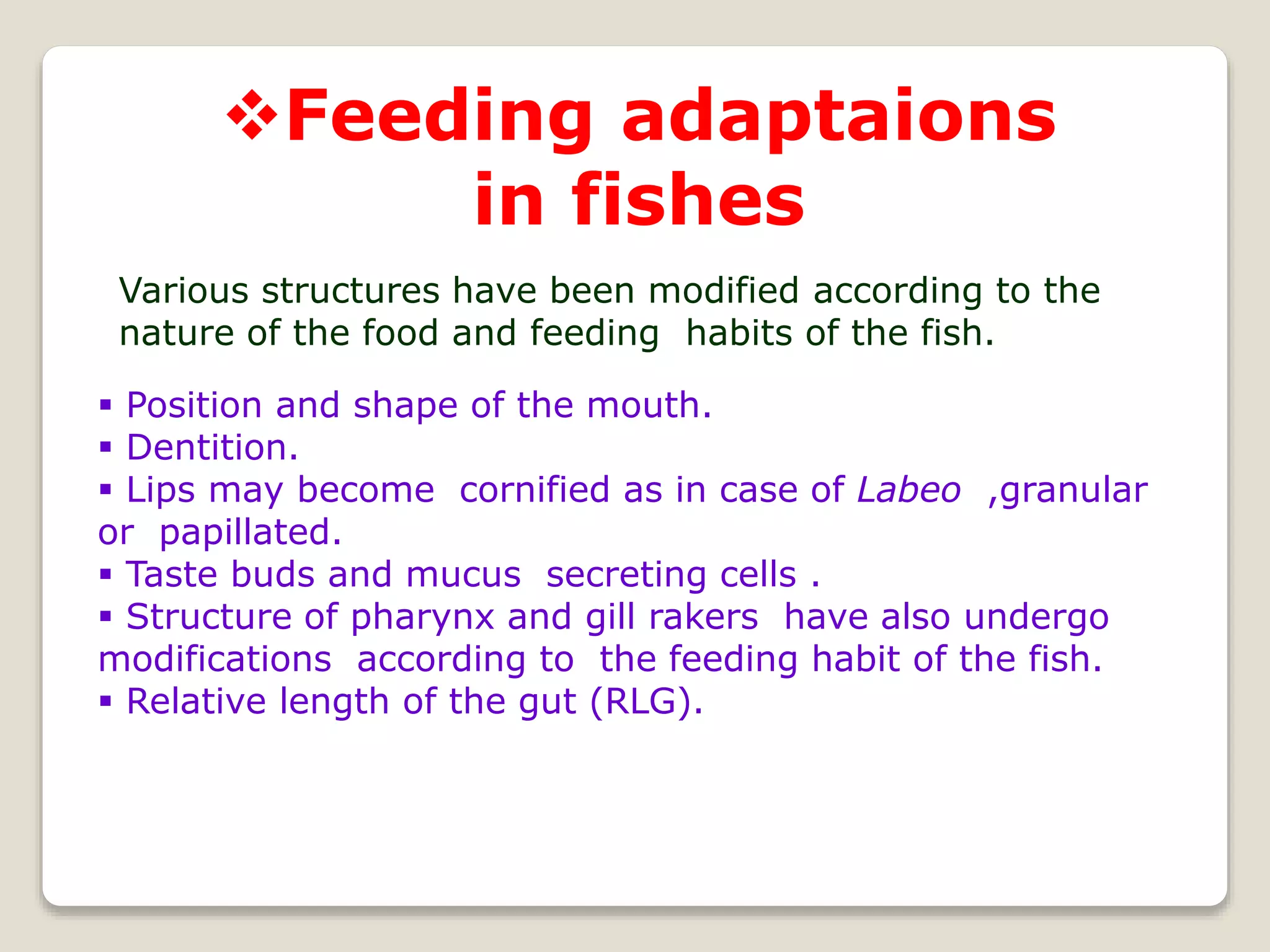 Alimentary canal and feeding adaptations in fishes by nusrit | PPTX