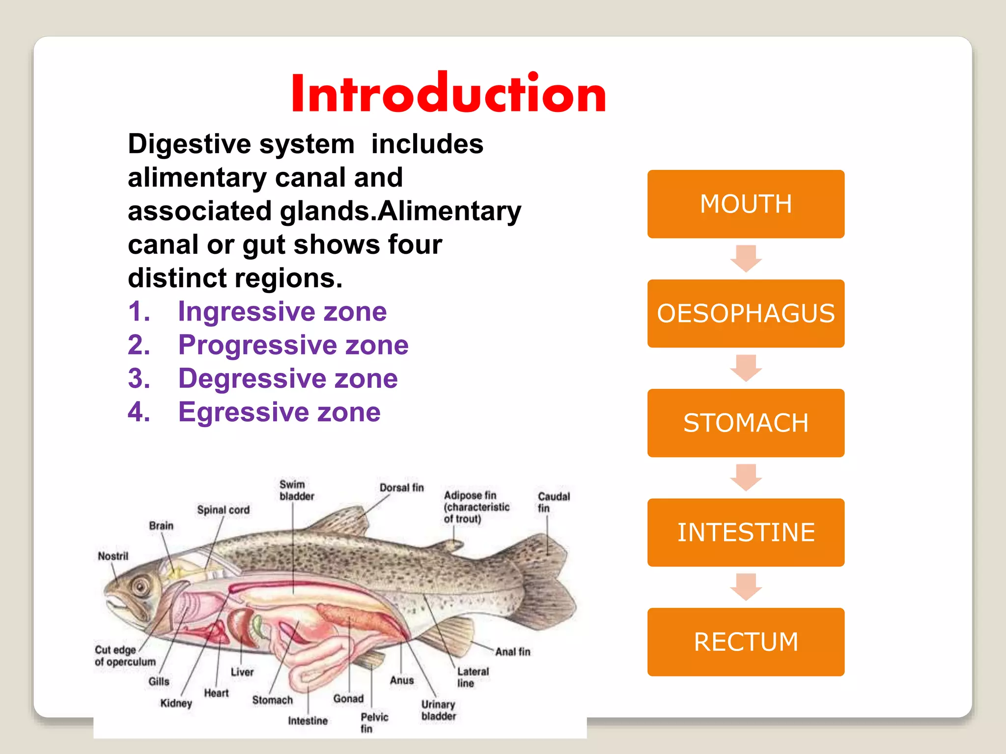 Alimentary canal and feeding adaptations in fishes by nusrit | PPTX