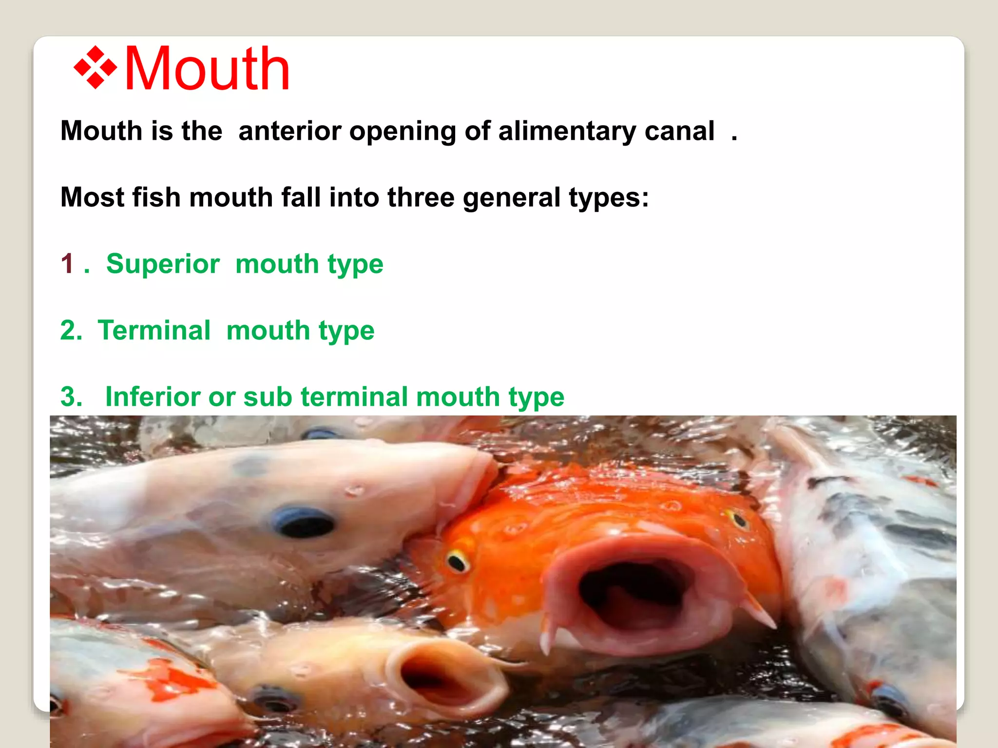Alimentary canal and feeding adaptations in fishes by nusrit | PPTX