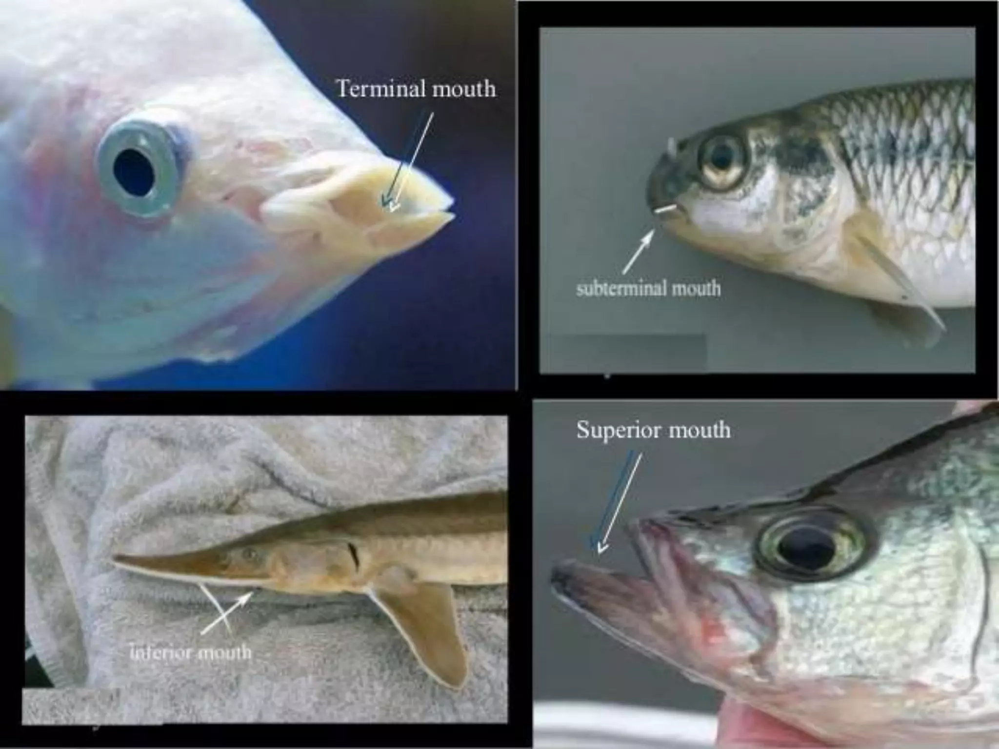 Alimentary canal and feeding adaptations in fishes by nusrit | PPTX