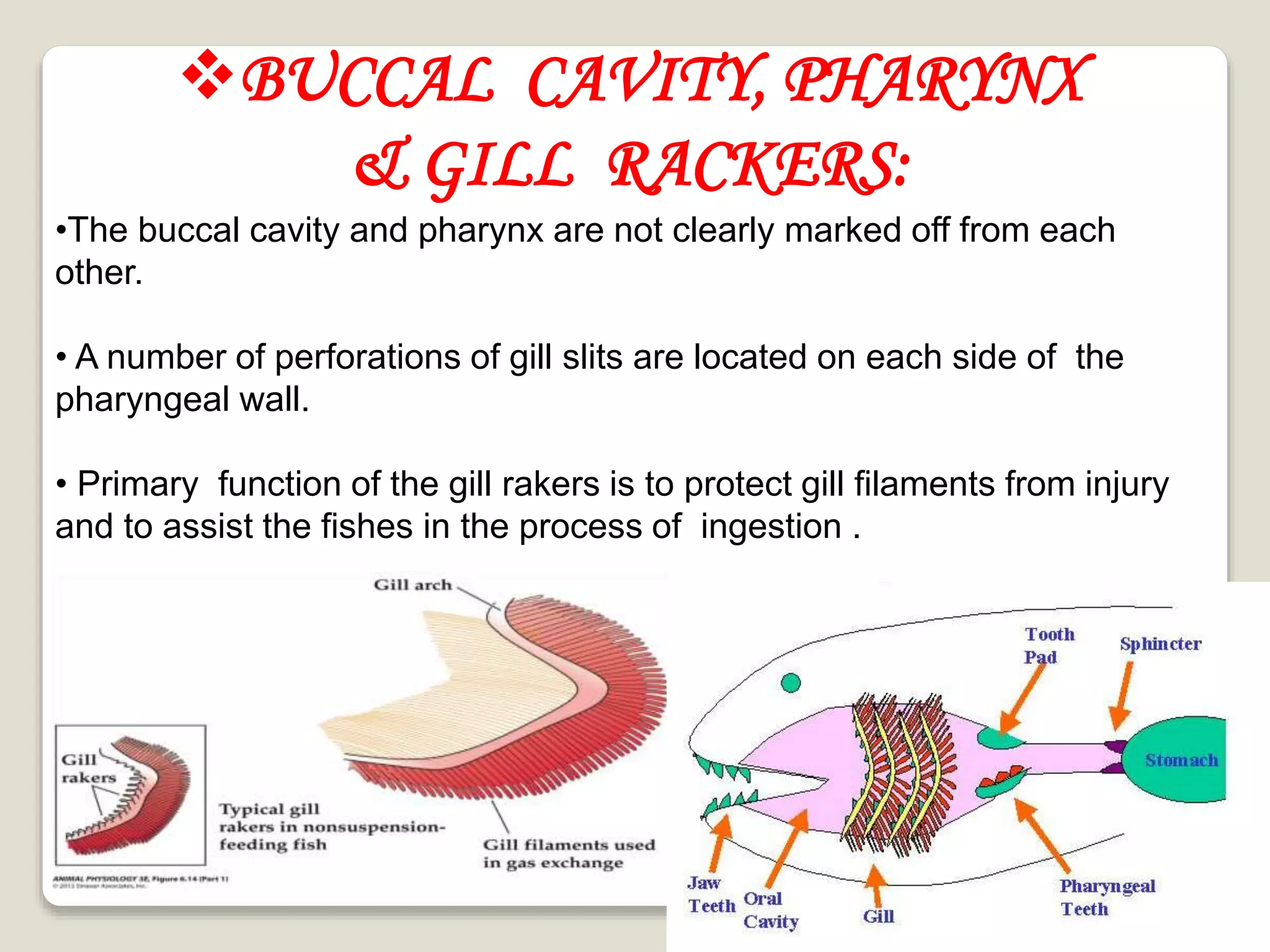 Alimentary canal and feeding adaptations in fishes by nusrit | PPTX