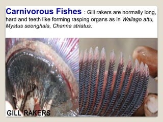 Alimentary canal and feeding adaptations in fishes by nusrit | PPTX