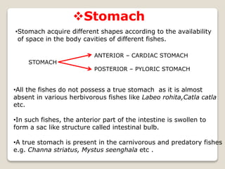 Alimentary canal and feeding adaptations in fishes by nusrit | PPTX