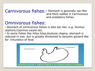 Alimentary canal and feeding adaptations in fishes by nusrit | PPTX