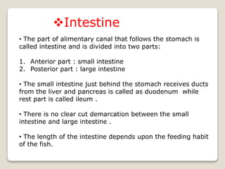 Alimentary canal and feeding adaptations in fishes by nusrit | PPTX