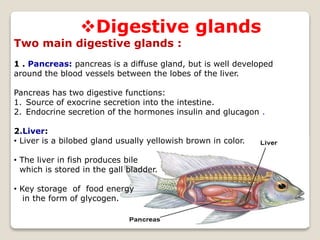 Alimentary canal and feeding adaptations in fishes by nusrit | PPTX