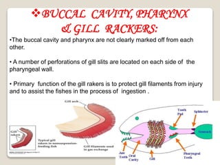 Alimentary canal and feeding adaptations in fishes by nusrit | PPTX